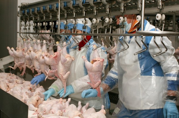 Seeking the technology to produce alternative products from poultry ...